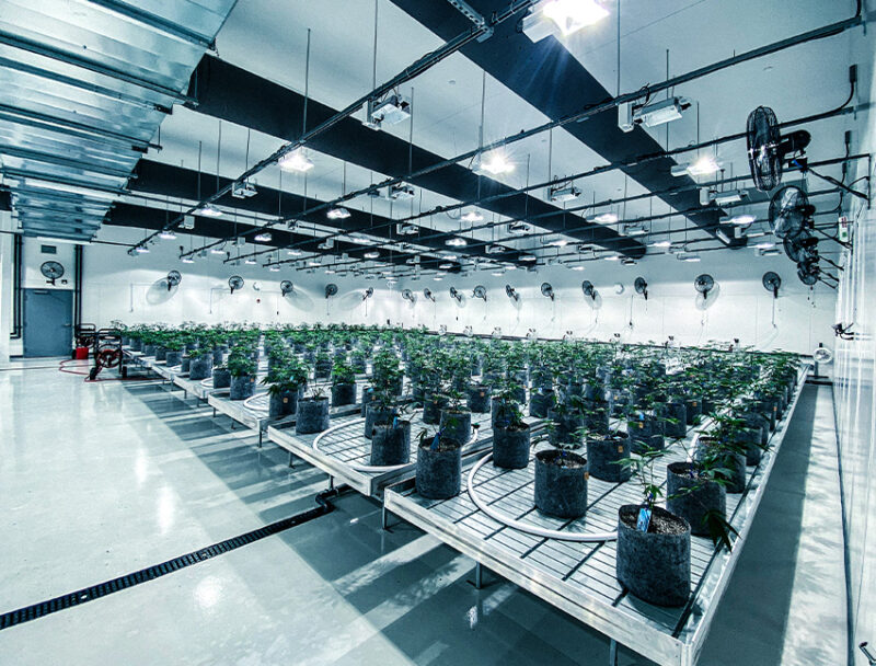 Cannabis Cultivation & Manufacturing - C3 Industries